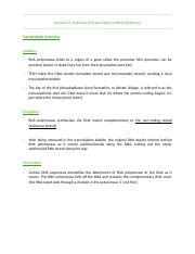 Lecture Transcription Notes Docx Lecture Overview Of Transcription MRNA Synthesis