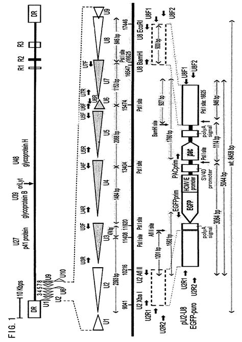 Recombinant Virus Vector Originating In HHV 6 Or HHV 7 Method Of Producing The Same Method Of