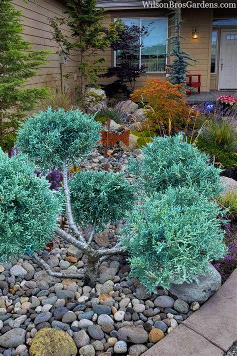 Buy Angelica Blue Juniper Pom Pom Topiary Free Shipping Wilson Bros Gardens 7 Gallon Pot