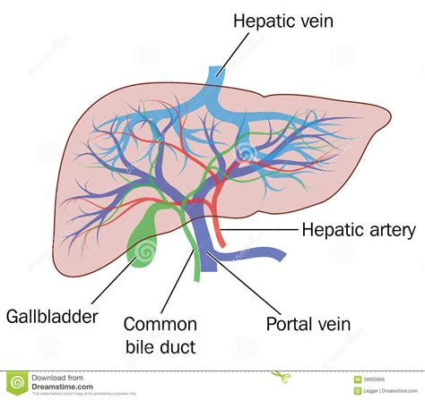 Enlarged Portal Vein In Liver Portal Vein Thrombosis Oway