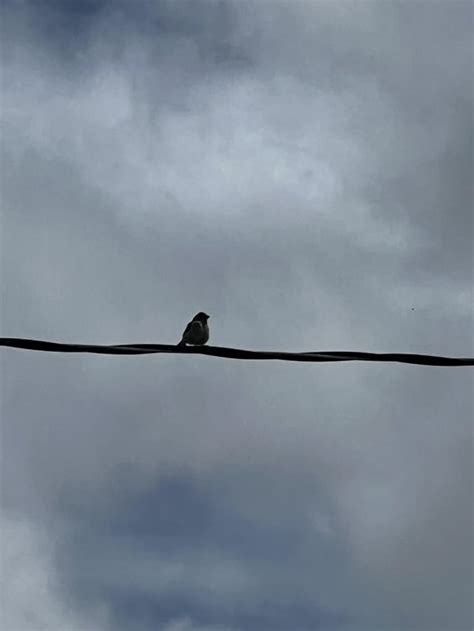 Trying To Id Bird That Has Nested In My Wreath Rbirding