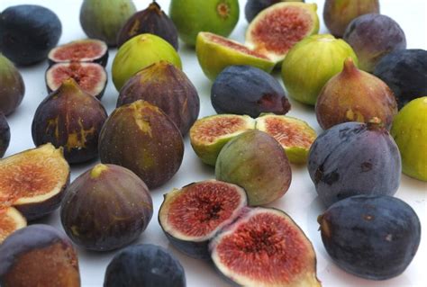13 Different Types Of Fig Trees Pictures Inside