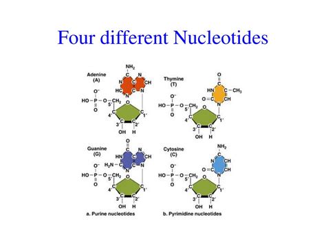 Cell Cycle Animations Cell Cycle Mitosis Ppt Download