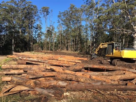15000 Fine And Warnings Over Illegal Logging In Kyogle Shire The Echo