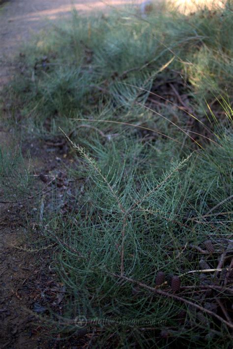 Something Different Allocasuarina Crassa And Monilifera Mallee Design