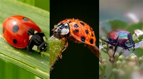 Asian Lady Beetle Vs Lady Bug Vs Japanese Beetle 4 Differences Pest Supply Canada
