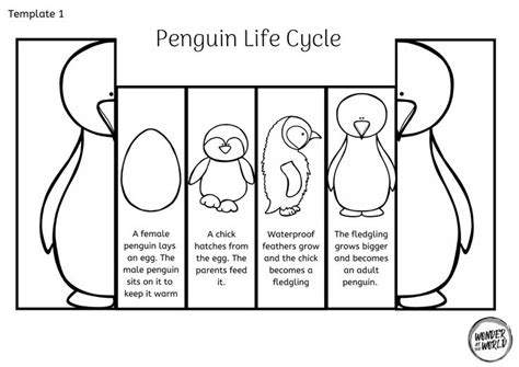 Penguin Life Cycle Foldable Seqencing Activity Teaching Resources In