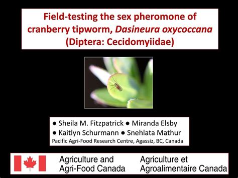 Ppt Field Testing The Sex Pheromone Of C Ranberry Tipworm Dasineura Oxycoccana Powerpoint