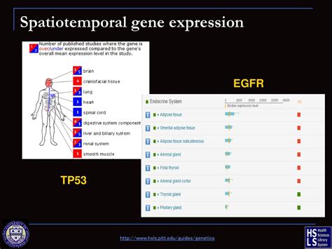 Regulation Of Gene Expression Ppt Download