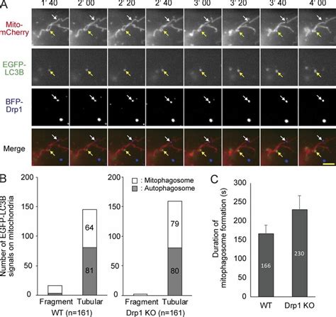 Quantitative Analysis Of Time Lapse Imaging Of Mitophagosome Formation