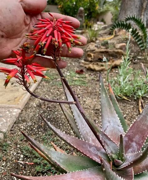 Aloe Meyeri