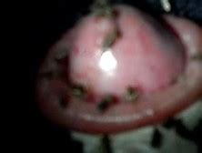 Mosquito Tube Search Videos