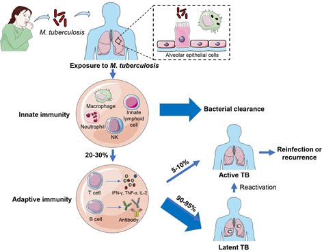 Vaccines Free Full Text Tuberculosis Vaccines And T Cell Immune Memory