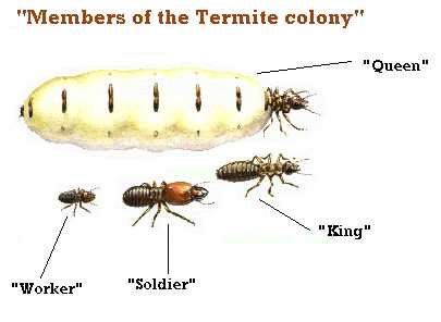 Advanced Science Termites