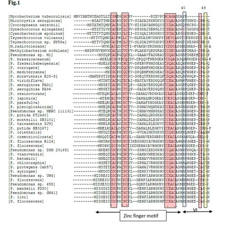 Multiple Sequence Alignment Showing Selected Representative Sequences