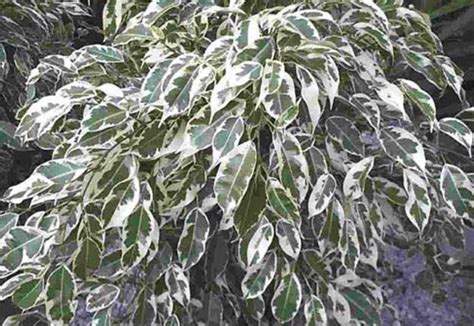 ფიკუსი ბენჯამინი განქორწინებული კაცივით მელოტდება როგორ მოვუაროთ სახლში რჩევები ვივიენისგან