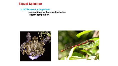 Iii Sex And Selection Costs And Benefits 1 Asexual Ppt Download