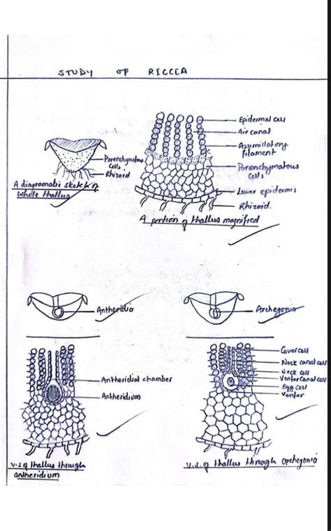 Study Of Riccia Bryophyte Structure Diagram And Comments All Bachelor