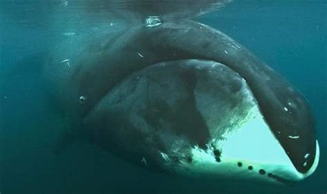 Bowhead Whale Predators