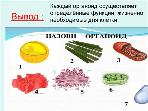 Клетка - основная единица живого - презентация онлайн