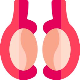 Testicles Free Healthcare And Medical Icons