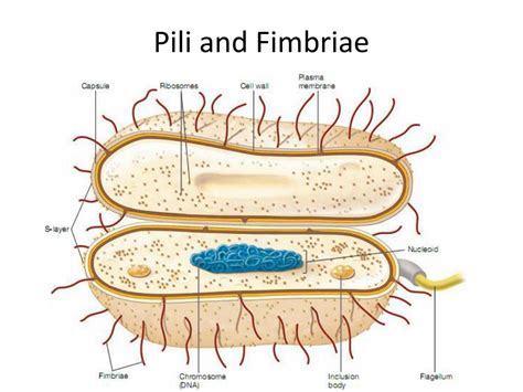 Prokaryotic Cell