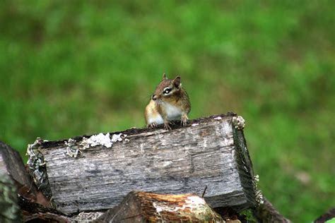 Chipmunk Side Eye Photograph By Alysa Southall Fine Art America