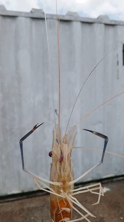 Cherabin Laid Eggs Youtube