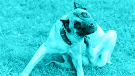 Guidelines For The Use Of Nsaids To Treat Chronic Pain In Cats Dvm360