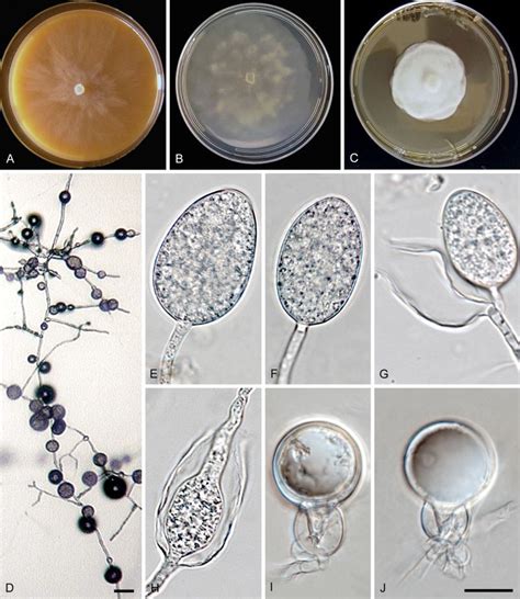 Phytophthora Fungi Idphy Taxonomy Westerdijk Fungal Biodiversity