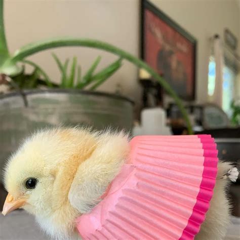 How To Do A Pre Hatch Fecal Float For Chickens
