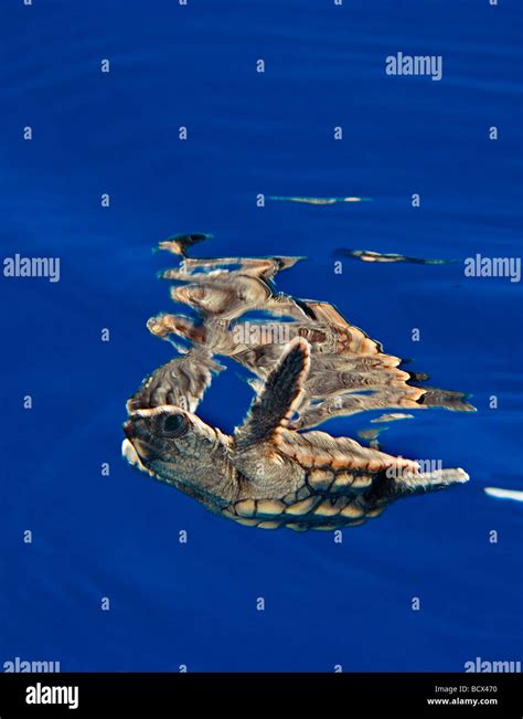 Loggerhead Sea Turtle Hatchling Endangered Species Caretta Caretta