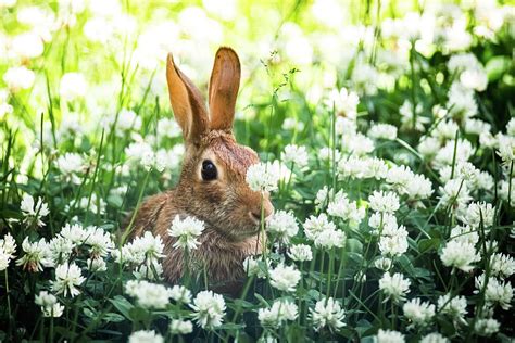 Rabbit In The Clover 2 Photograph By Rachel Morrison Fine Art America