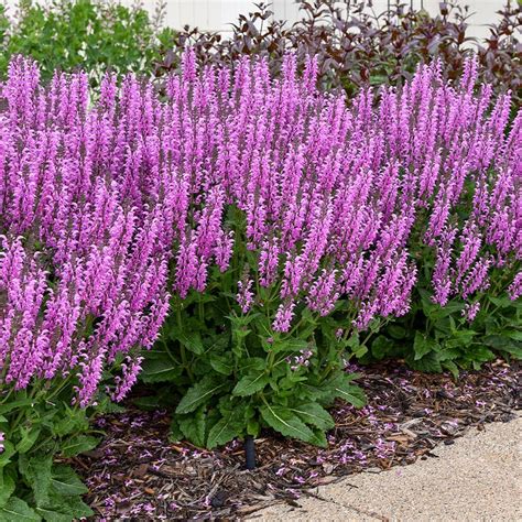 Salvia Back To The Fuchsia New Plant With Fuchsia Pink Flowers
