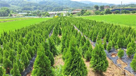 눈주목 에메랄드그린 문그로우 미측백 황금측백 옥향 선주목 둥근주목 주목 묘목 단풍나무 판매 ★우진농원 트리디비