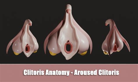 Archivo 3d Anatomía Del Clítoris Clítoris Excitado 🧢・diseño De