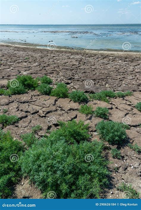 Dried Macrophyte Algae On The Sandy Shore Of The Salty Tuzla Estuary