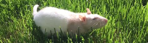 Do Rats Hibernate