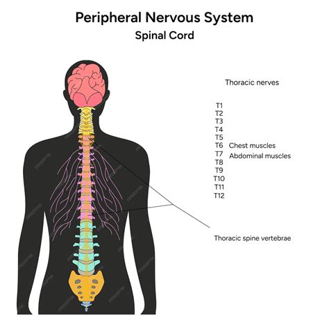Premium Vector Peripheral Nervous System Spinal Cord And Thoracic