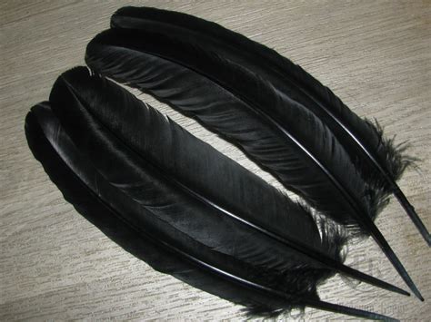 индюк маховое перо / turkey wing quills