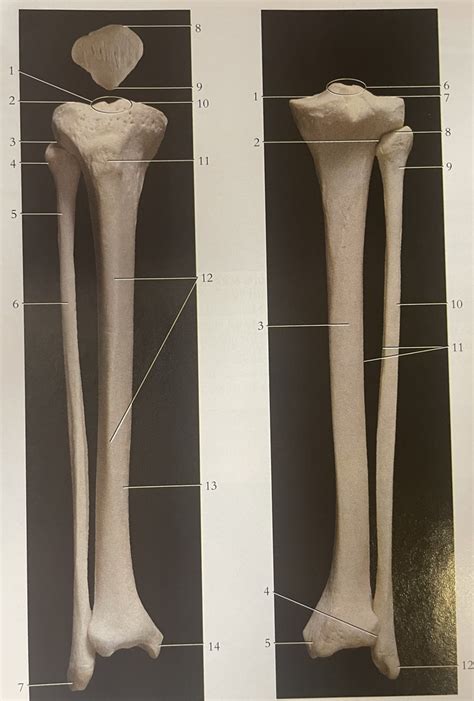 Tibia And Fibula Diagram Quizlet Tibia And Fibula Diagram Quizlet