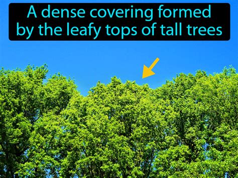 Canopy Definition Image GameSmartz
