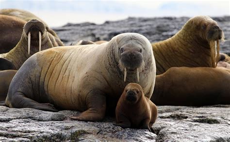 Huddle Of Walrus Mammal Free Photo On Pixabay