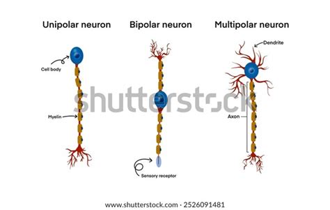 Unipolar Neuron Vs Pseudounipolar Types Of Neuron Unipolar