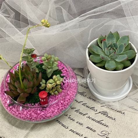 다육아트~~봄을 부르는 힐링 수업으로 만나 보세요~ 네이버 블로그