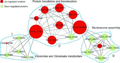Analysis Of Protein Protein Interaction Network For Differentially