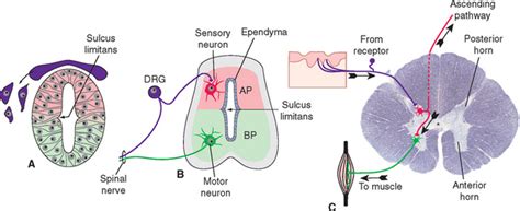Sulcus Limitans Brainstem