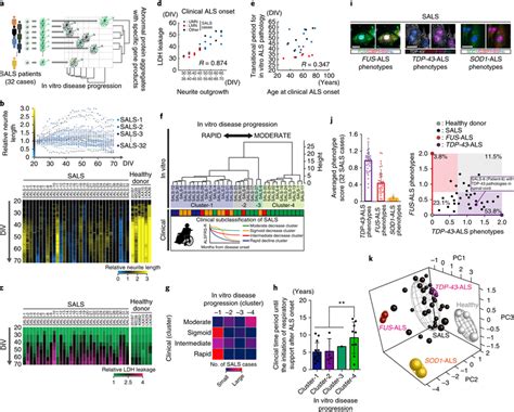 Pathological Analysis And Phenotype Based Clustering Of Multiple Sals
