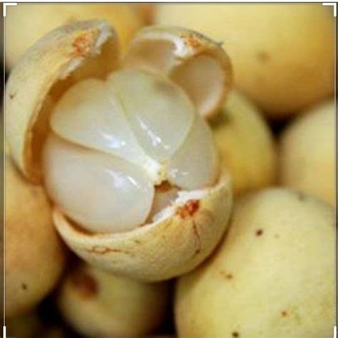 Jual Bibit Duku Dukong Non Biji Asli Sambung Shopee Indonesia