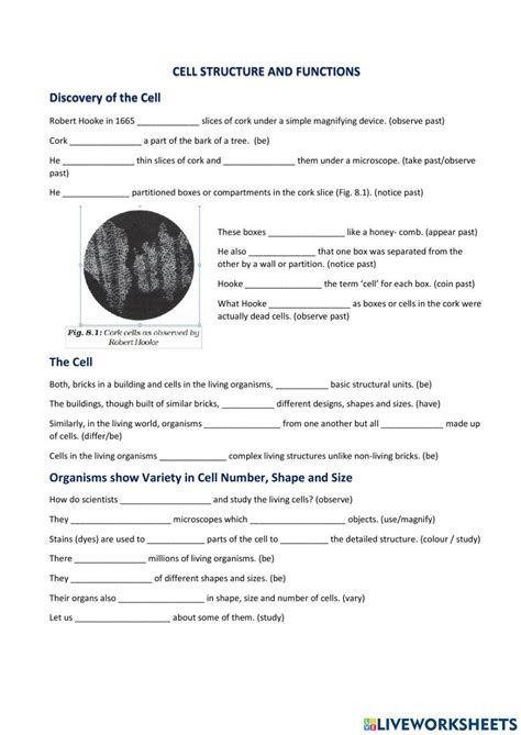 Cell Structure And Function Worksheet 7th Grade